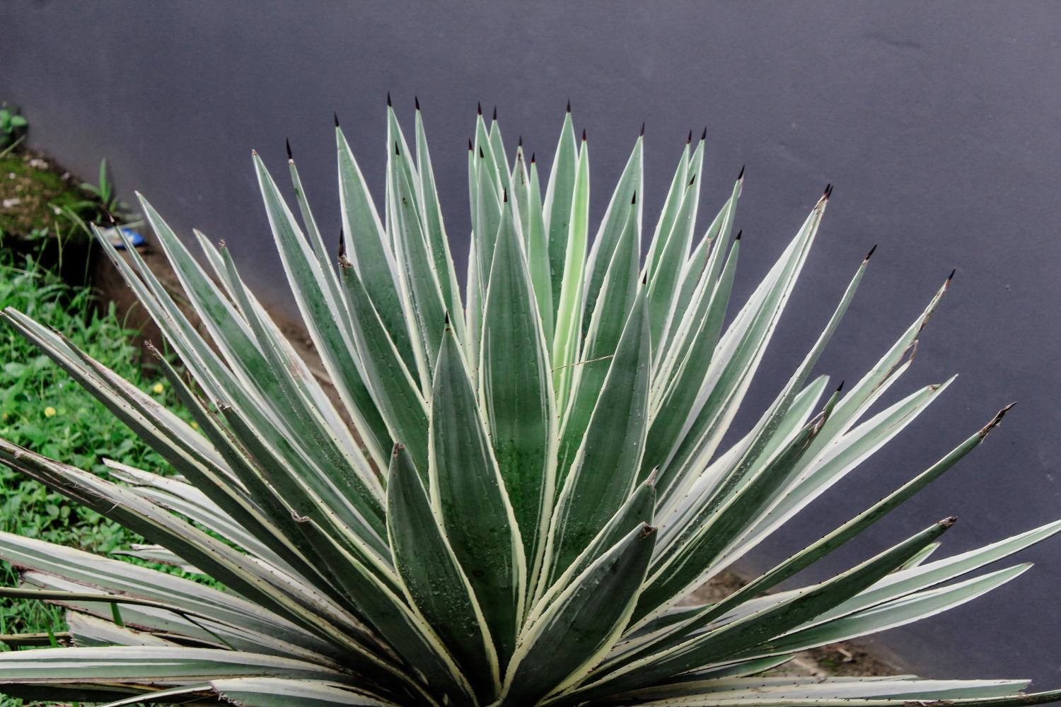 Juka domowa i ogrodowa — uprawa i pielęgnacja